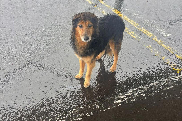 Guildford couple trying to save stray dogs 'facing starvation and abuse ...