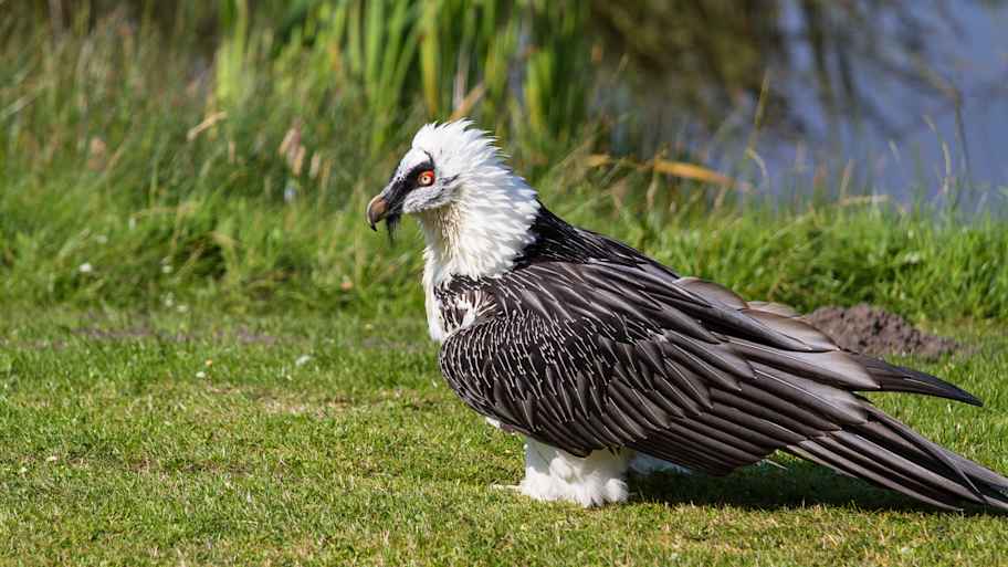 Bearded Vulture Nests Found to Contain Clothes and Weapons Dating Back ...