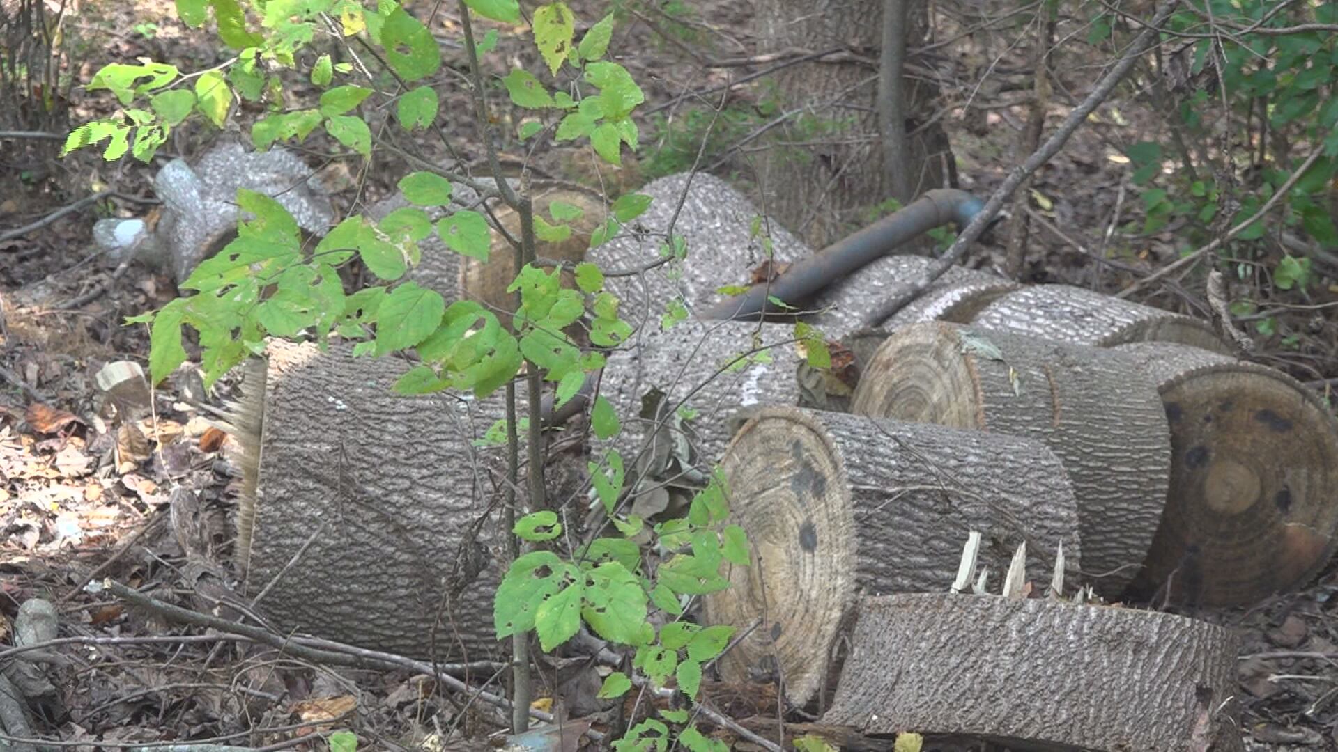 Franklin County woman upset over removal of trees from her property