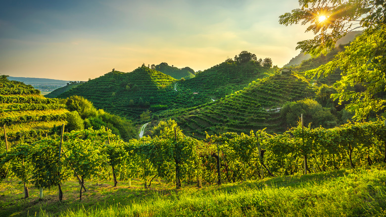 Everything You Need To Know About Pinot Grigio