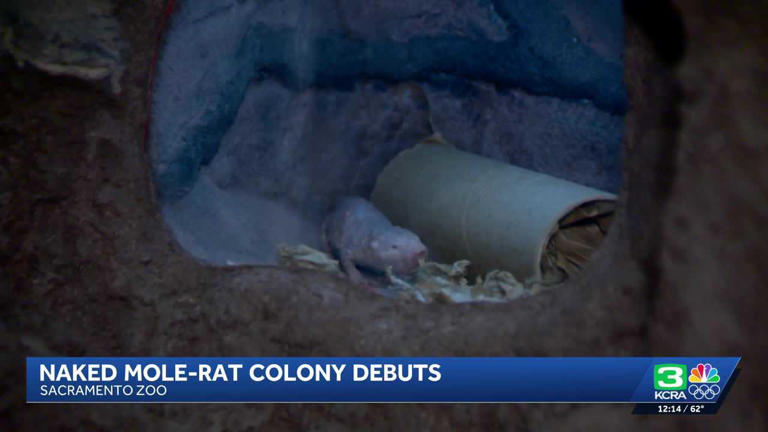 Sacramento Zoo welcomes 15 naked mole-rats, plans celebration on Saturday