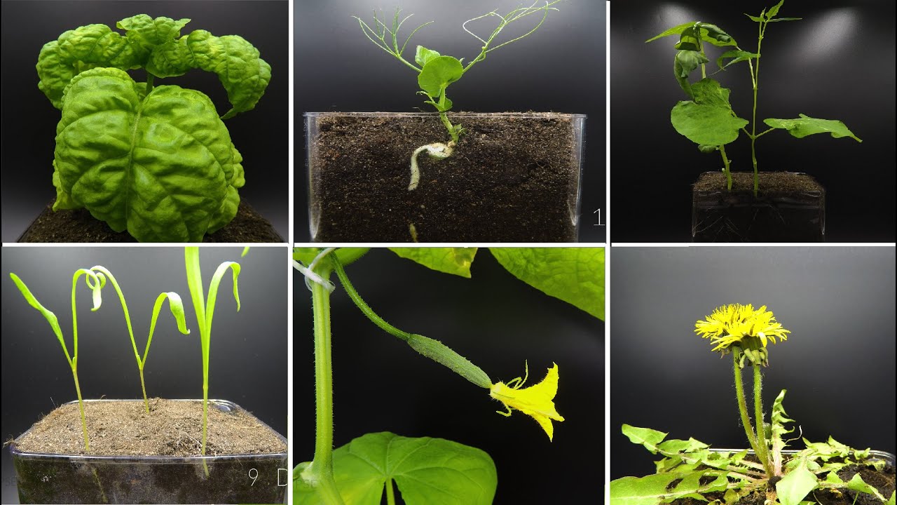 190 days of plant growth in just 3 minutes – time-lapse compilation