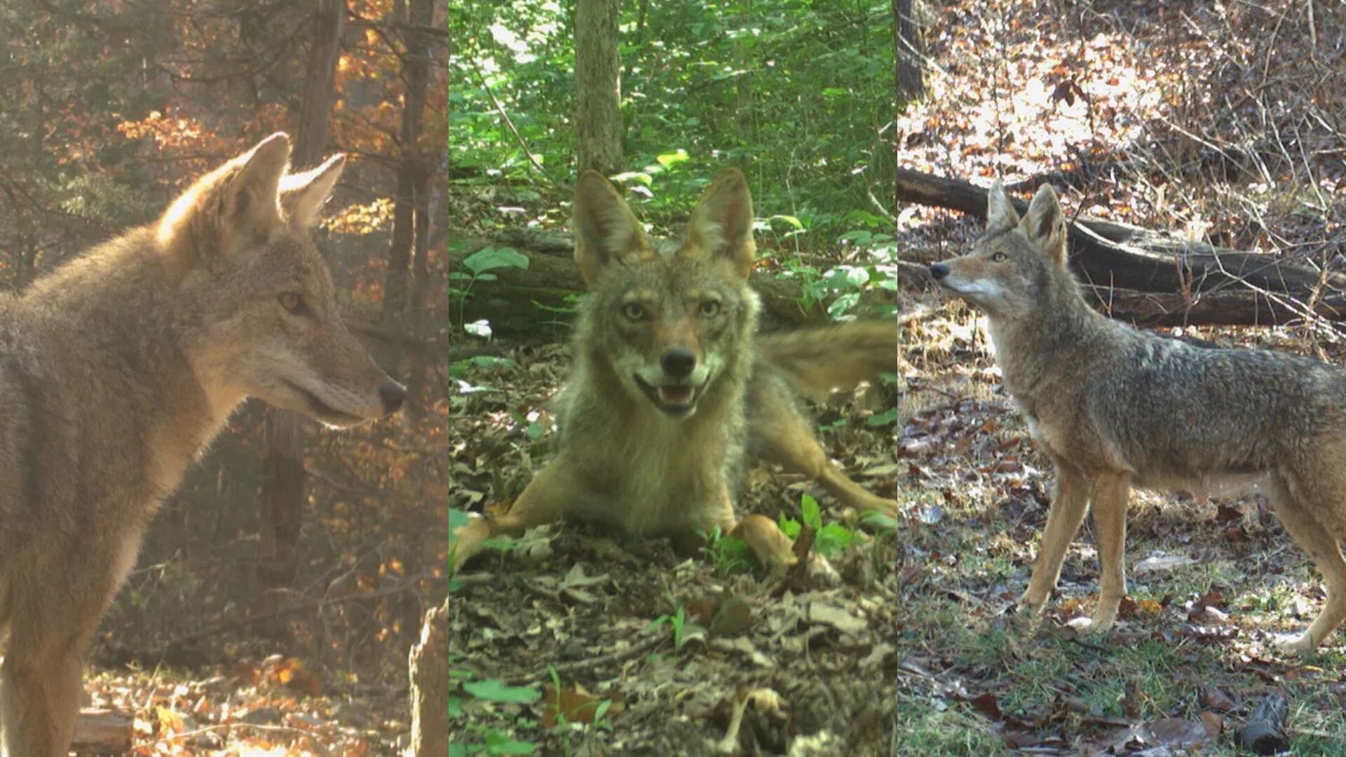 Coyote populations surge despite costly removal efforts, 18-year UGA ...