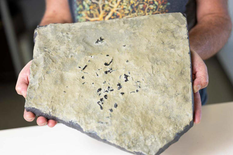 Prehistoric creature - with ‘snake-like' jaws - found in Scotland as ...