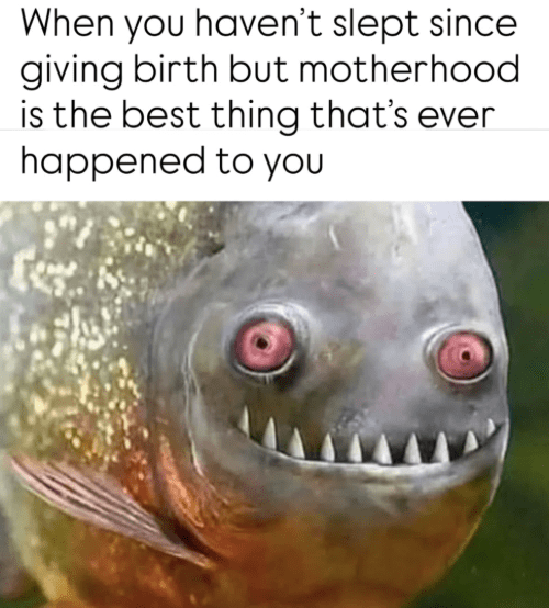 Toddler Memes for Good Parents Surviving the 'Terrible Twos'