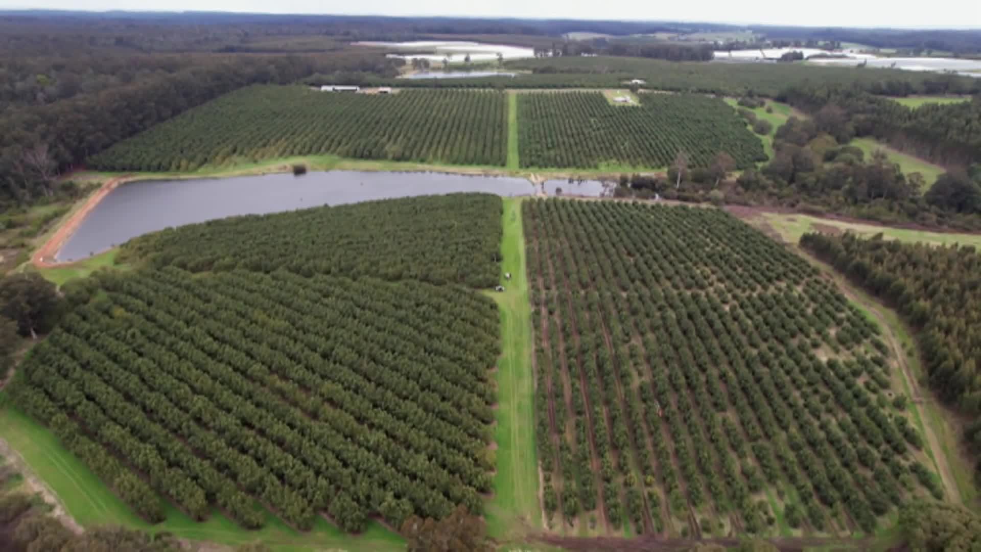 WA growers investing in avocados for their farming future