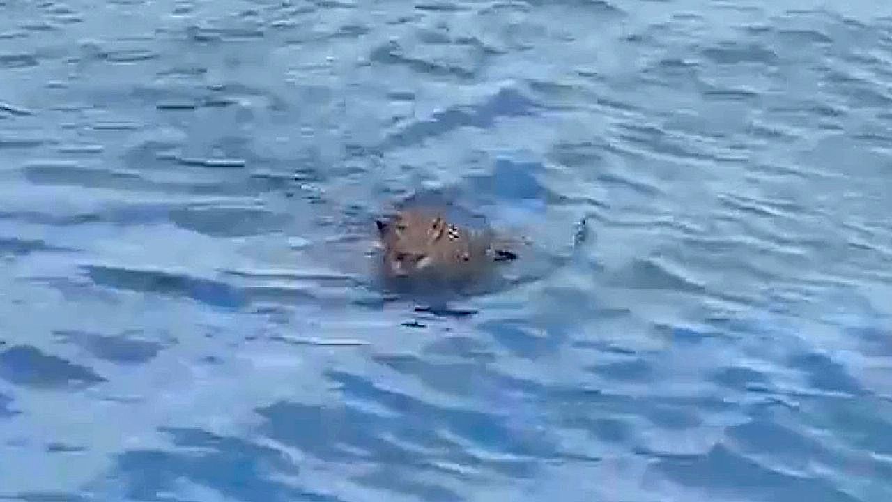 Drowning jaguar rescued from Rio Negro in Brazil