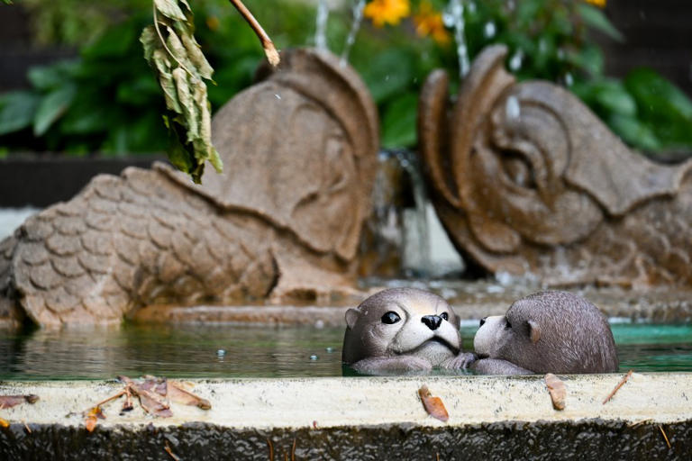 ‘Otterly obvious’: Lewis & Clark College moves away from ‘Pioneer’ mascot