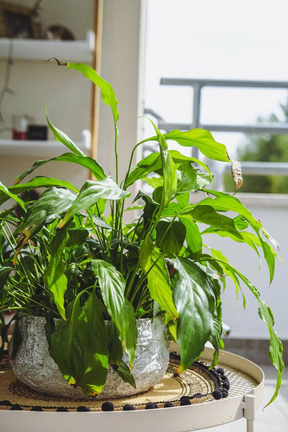 'I'm a plant shop owner - this is the advice I give to everybody with ...