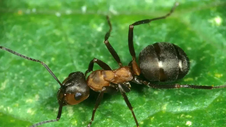 What makes your yogurt tastier? Ants that crawl on 6 legs (and their ...