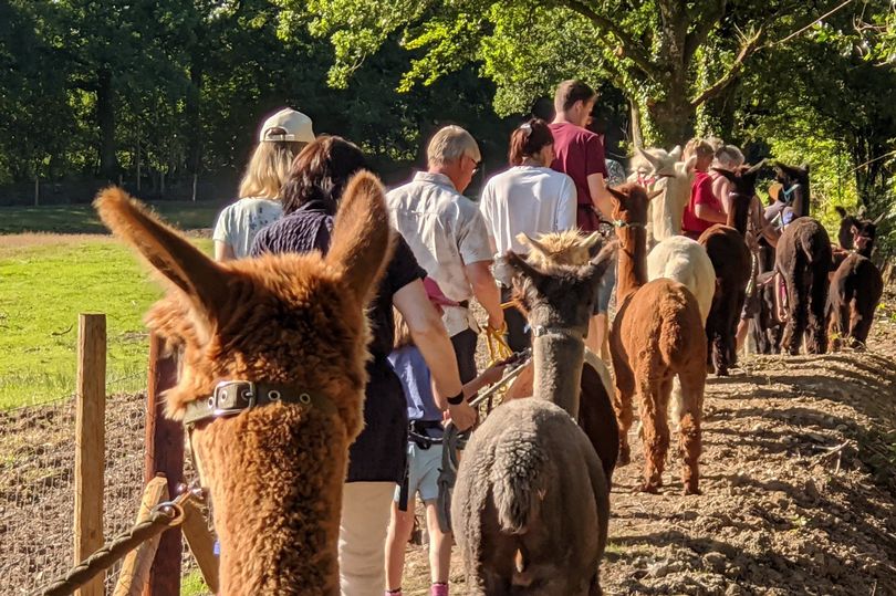 Devon family farm park offers unmissable half price experience