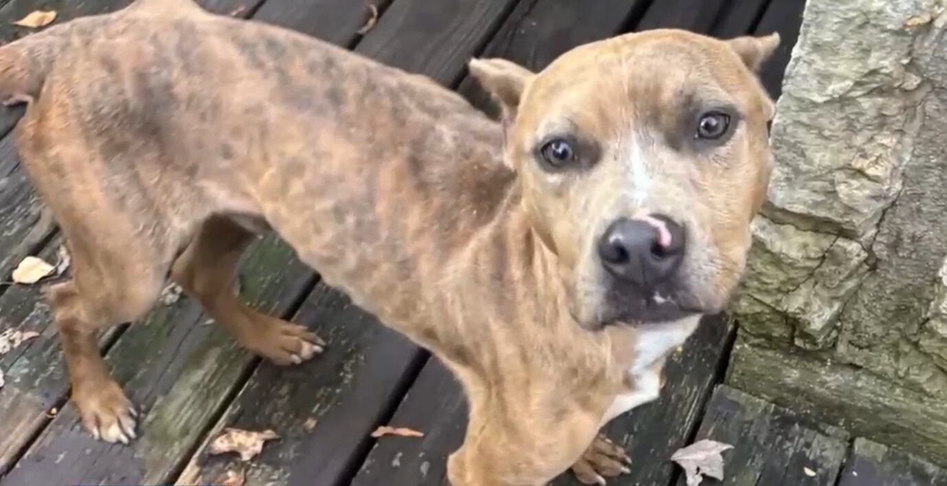 NKY animal rescue faces scrutiny after 2 dogs found malnourished, one dies