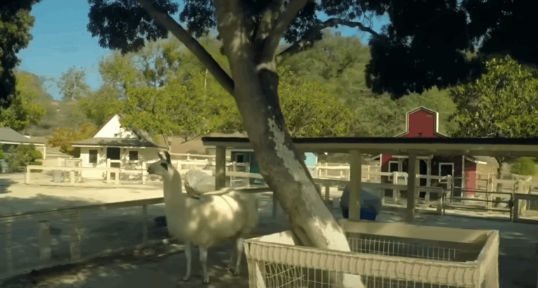A Look Inside Michael Jackson’s Private Estate He Called Home