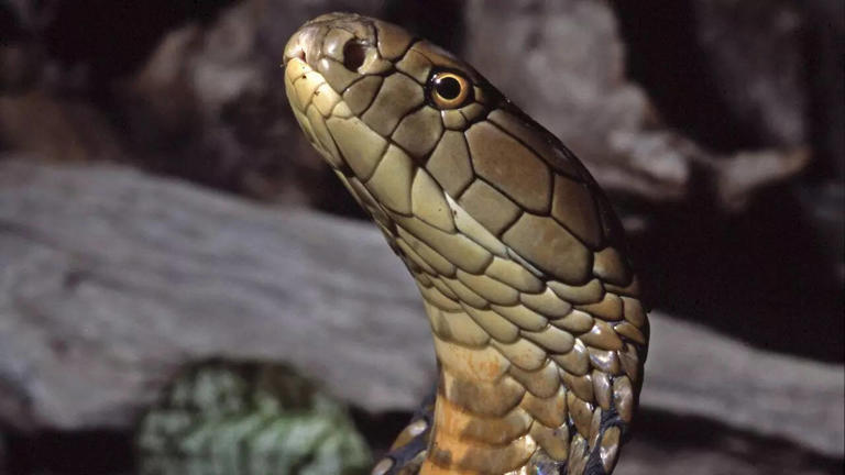 Meet the snake that can growl, stand tall, and outsmart you and yes, it ...