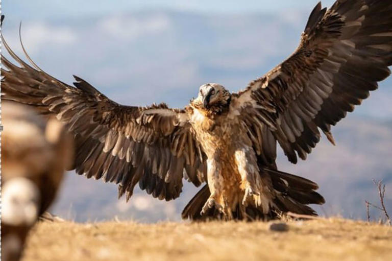 Generations of Bearded Vultures share the same nests across centuries ...