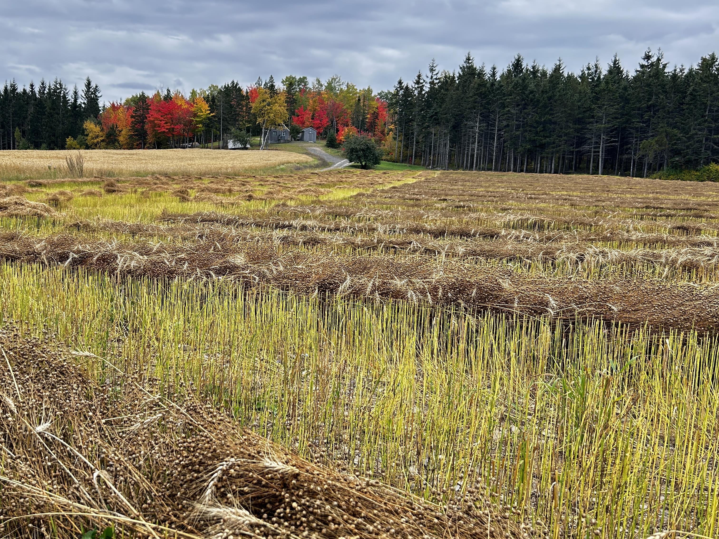 De nouveaux débouchés pour le lin du Bas-Saint-Laurent