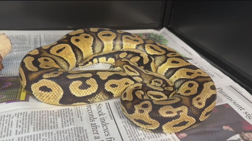 Python found at Los Angeles County In-N-Out reunited with owner