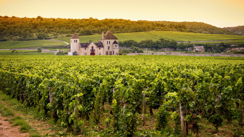 Everything You Need To Know About Pinot Grigio