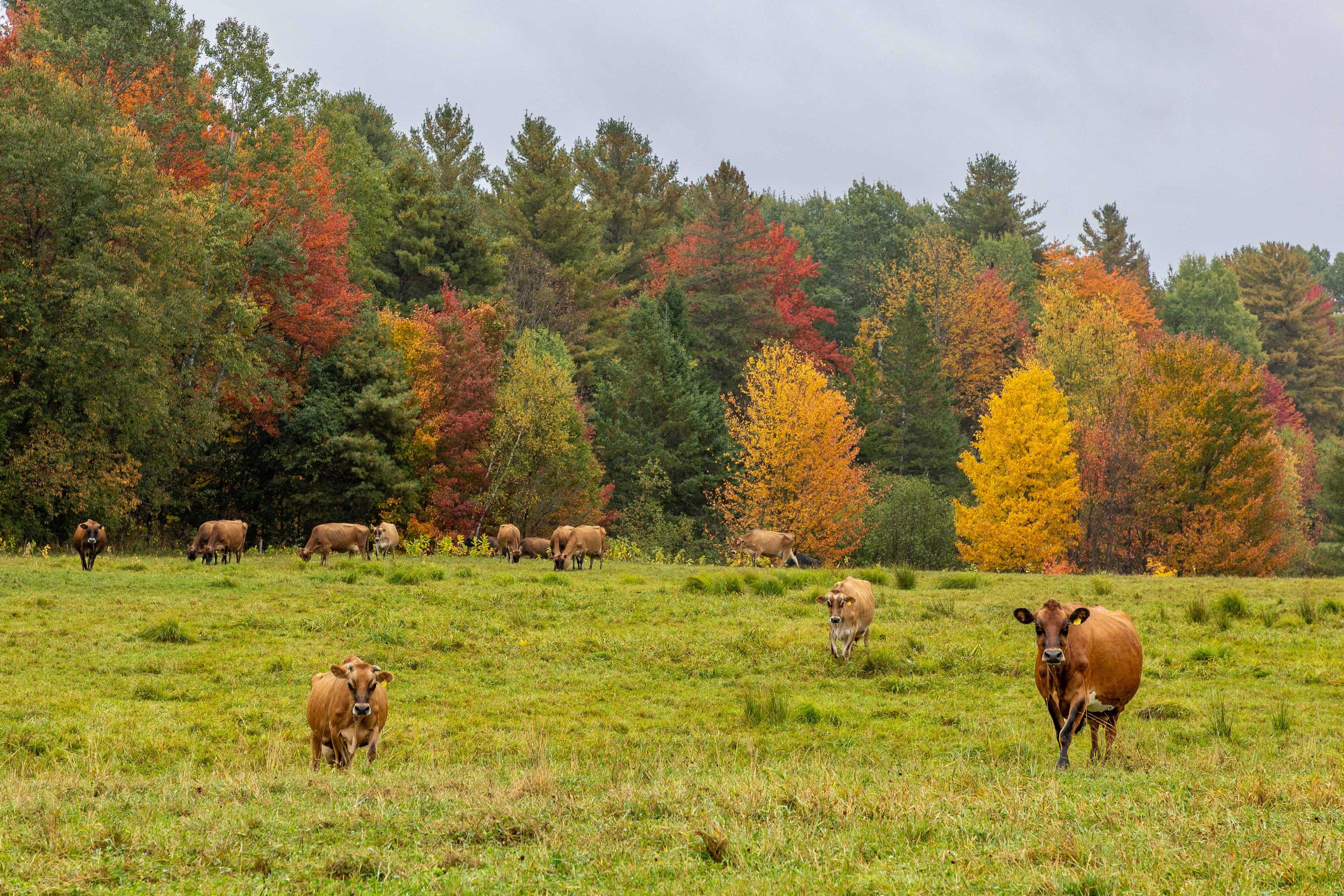 Some leaf peepers finding the fall colors ‘underwhelming’