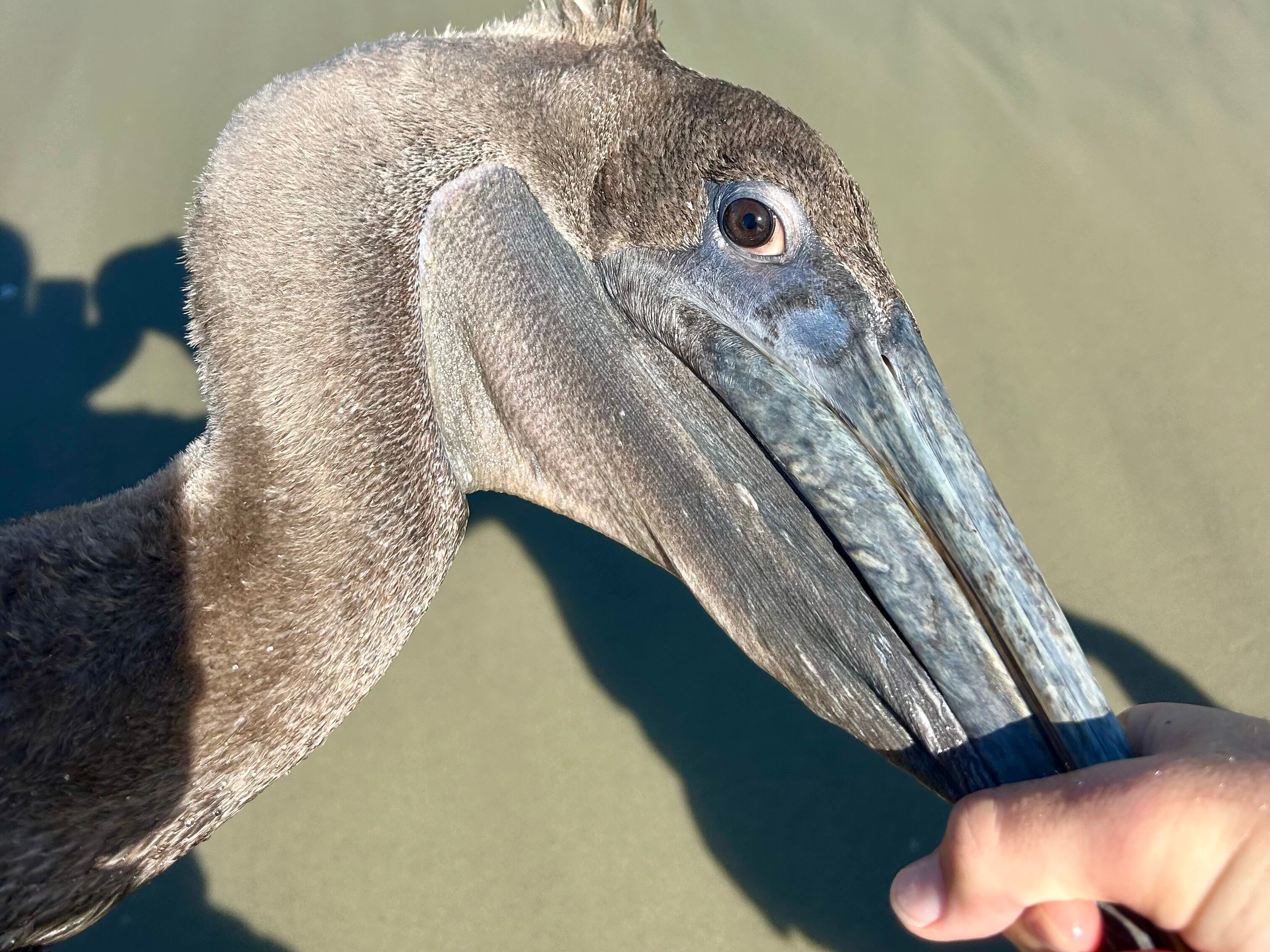 Officers, Live 5 anchor rescue injured pelican found on Sullivan’s Island beach