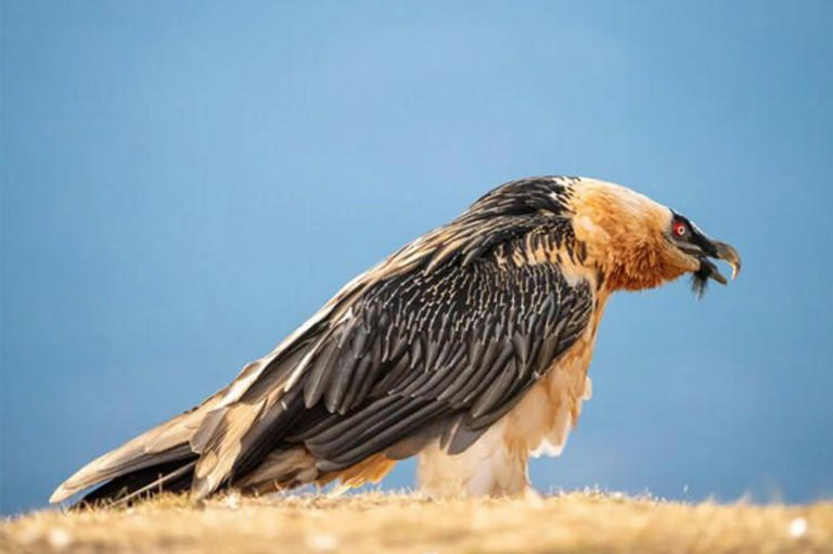 Generations of Bearded Vultures share the same nests across centuries ...