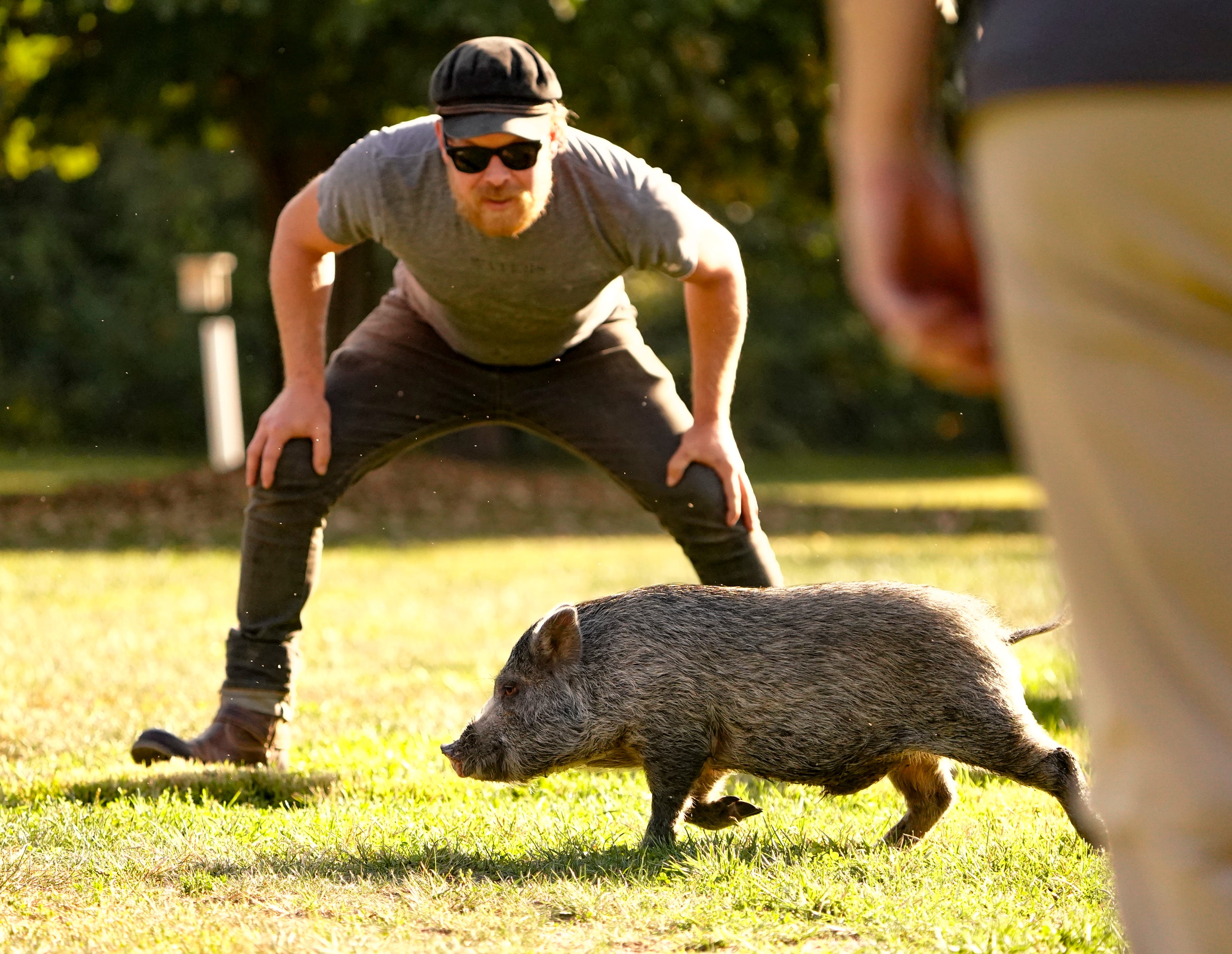 Little piggy loose at Holliday Park went to Oinking Acres