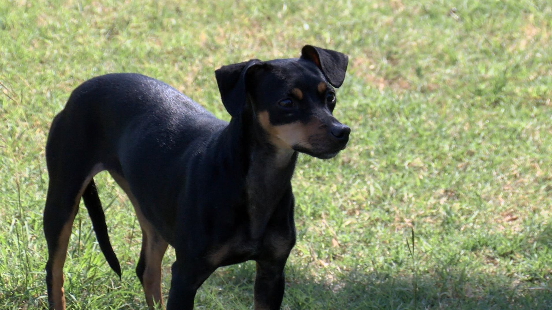 Furry Friend Fridays: 2-year-old Miniature Pinscher mix, Sophia