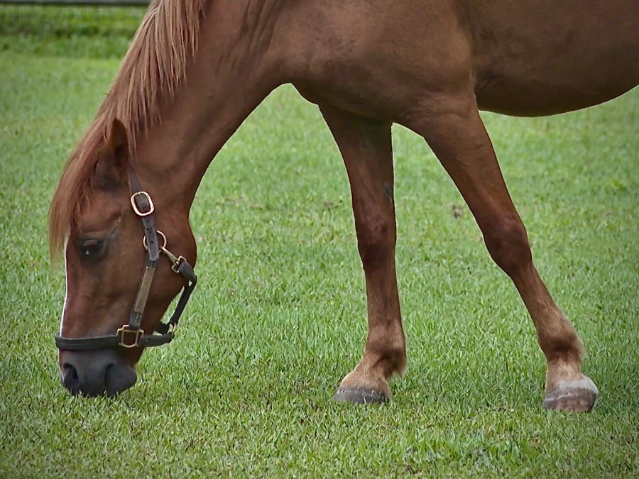 Pleasant Grove Police searching for vehicle after horse and rider ...
