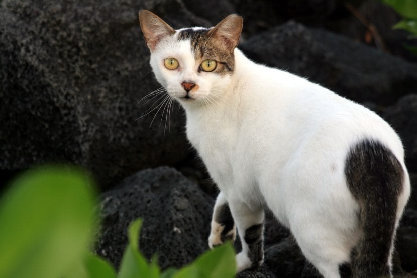 ¿Se puede domesticar a un gato feral? Diferencias, riesgos y cómo ...