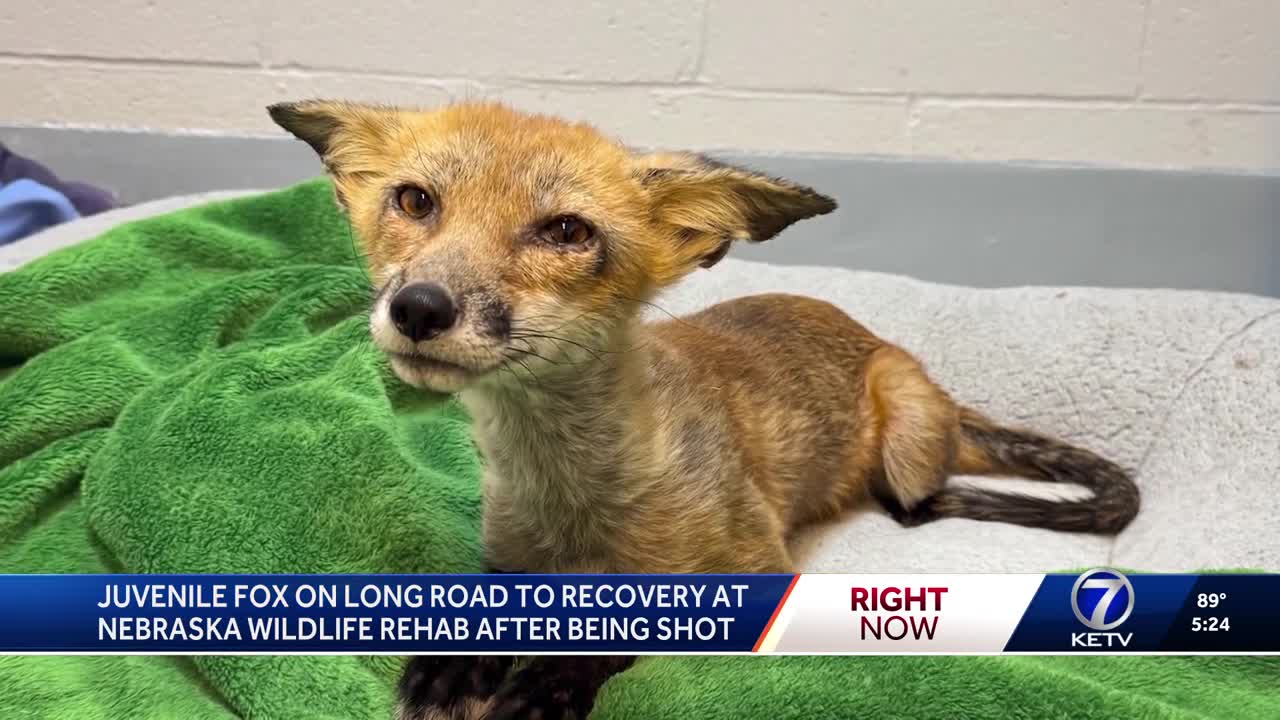 Resilient fox recovers at Nebraska Wildlife Rehab after surviving ...