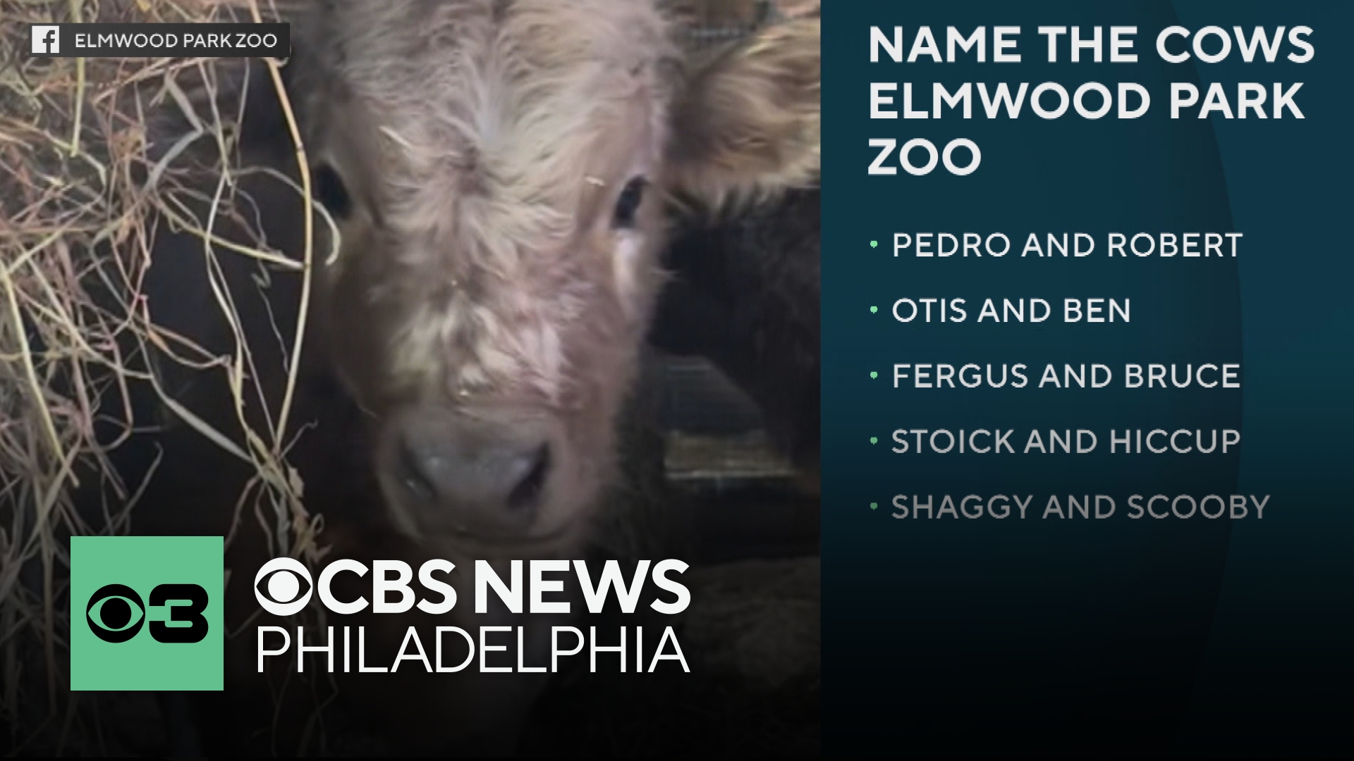 Help name 2 miniature highland cows at Elmwood Park Zoo in Pennsylvania