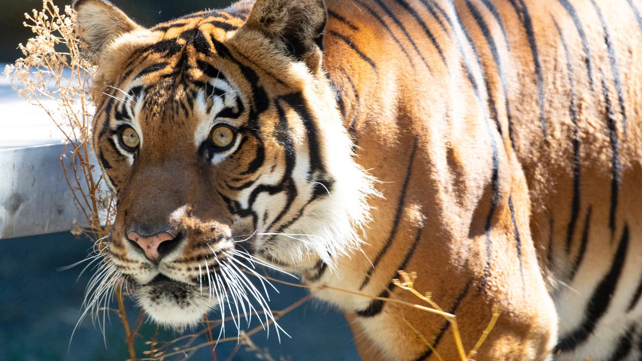 Seattle's Woodland Park Zoo announces death of endangered Malayan Tiger ...