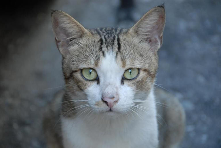 ¿Se puede domesticar a un gato feral? Diferencias, riesgos y cómo ...