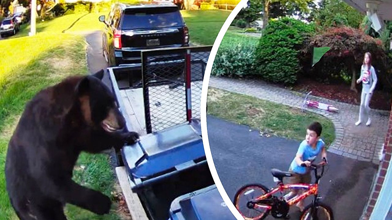 ¡Oso asustadizo! Un oso fisgón da el susto de su vida a los niños de ...