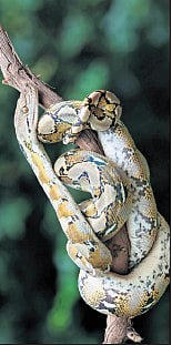 Fear not the python, Kochi. They are friends, not foes