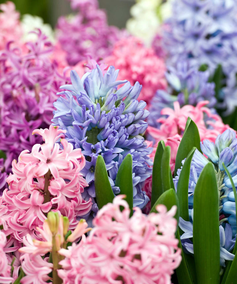 Your favorite flowers tell a secret code laid out by Victorians: 9 blooms