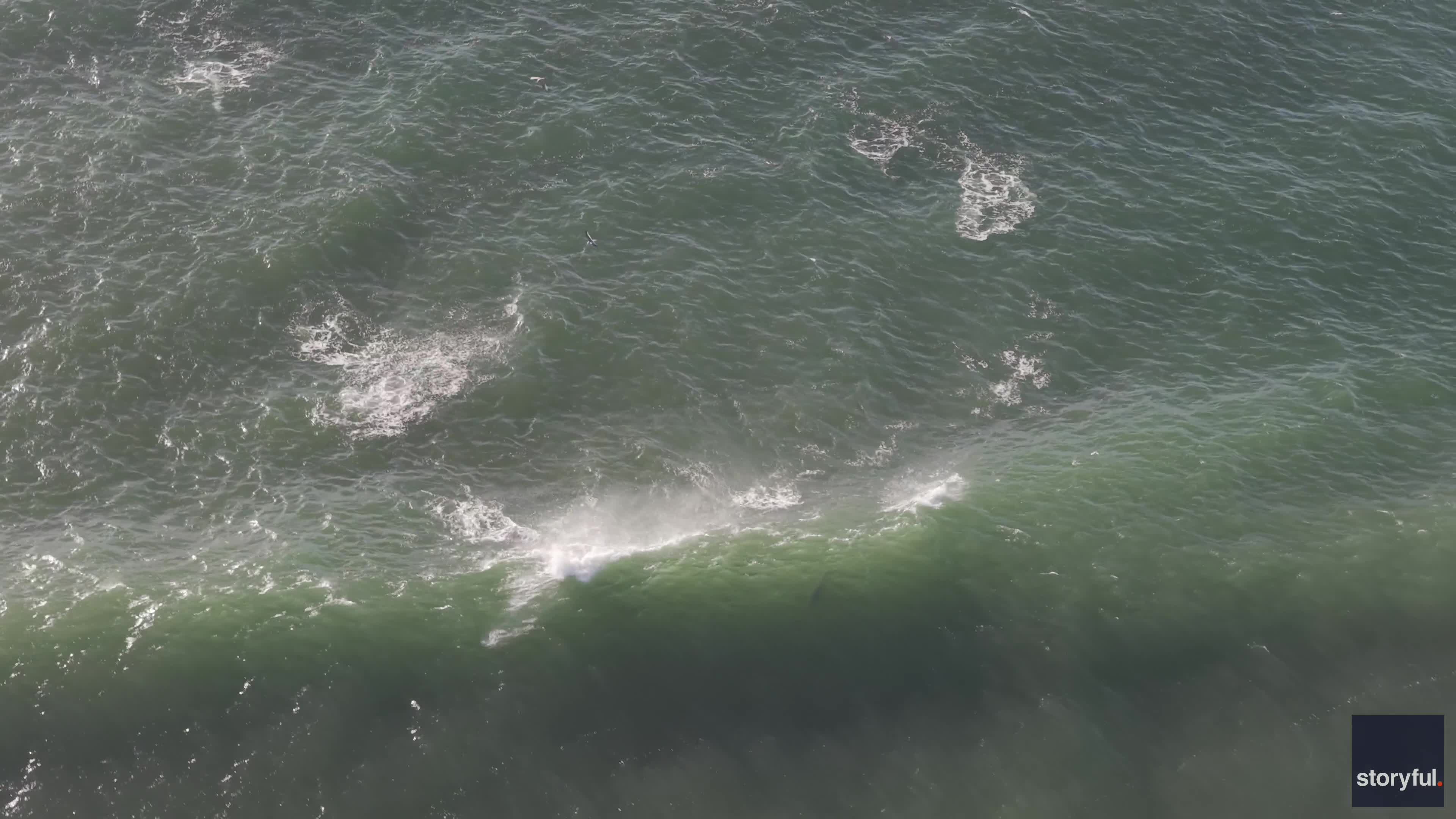 Drone Footage Shows Pod of Dolphins Expertly Surfing Wave