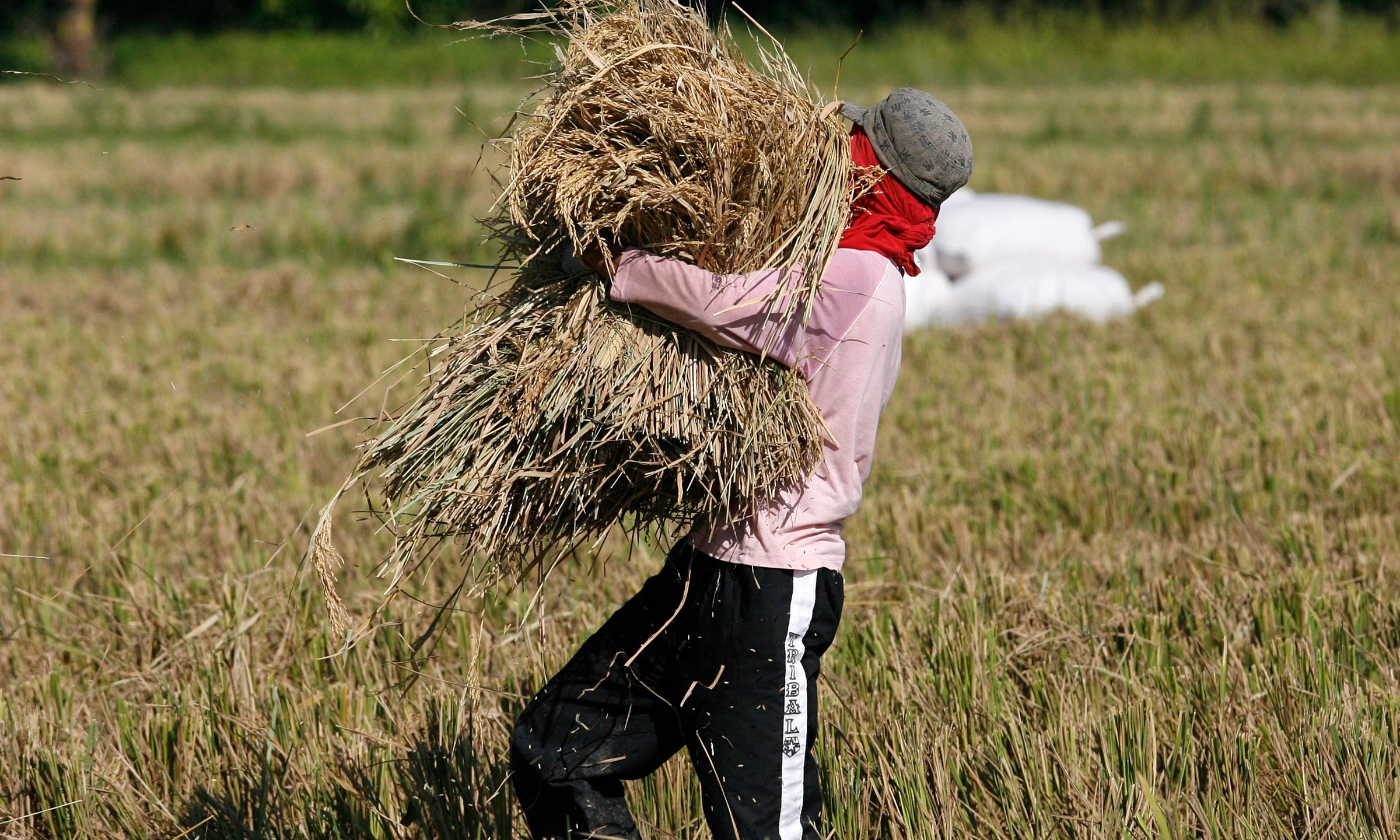 Philippines optimistic about record-high rice output