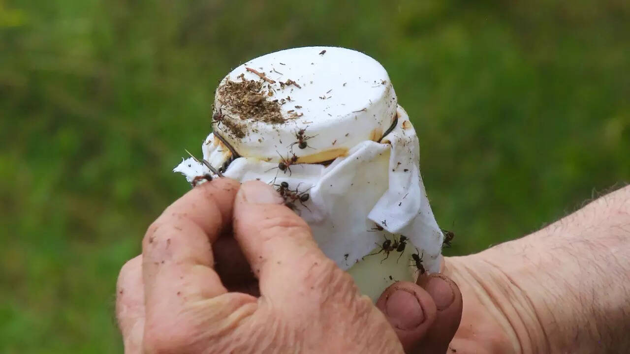 What makes your yogurt tastier? Ants that crawl on 6 legs (and their ...