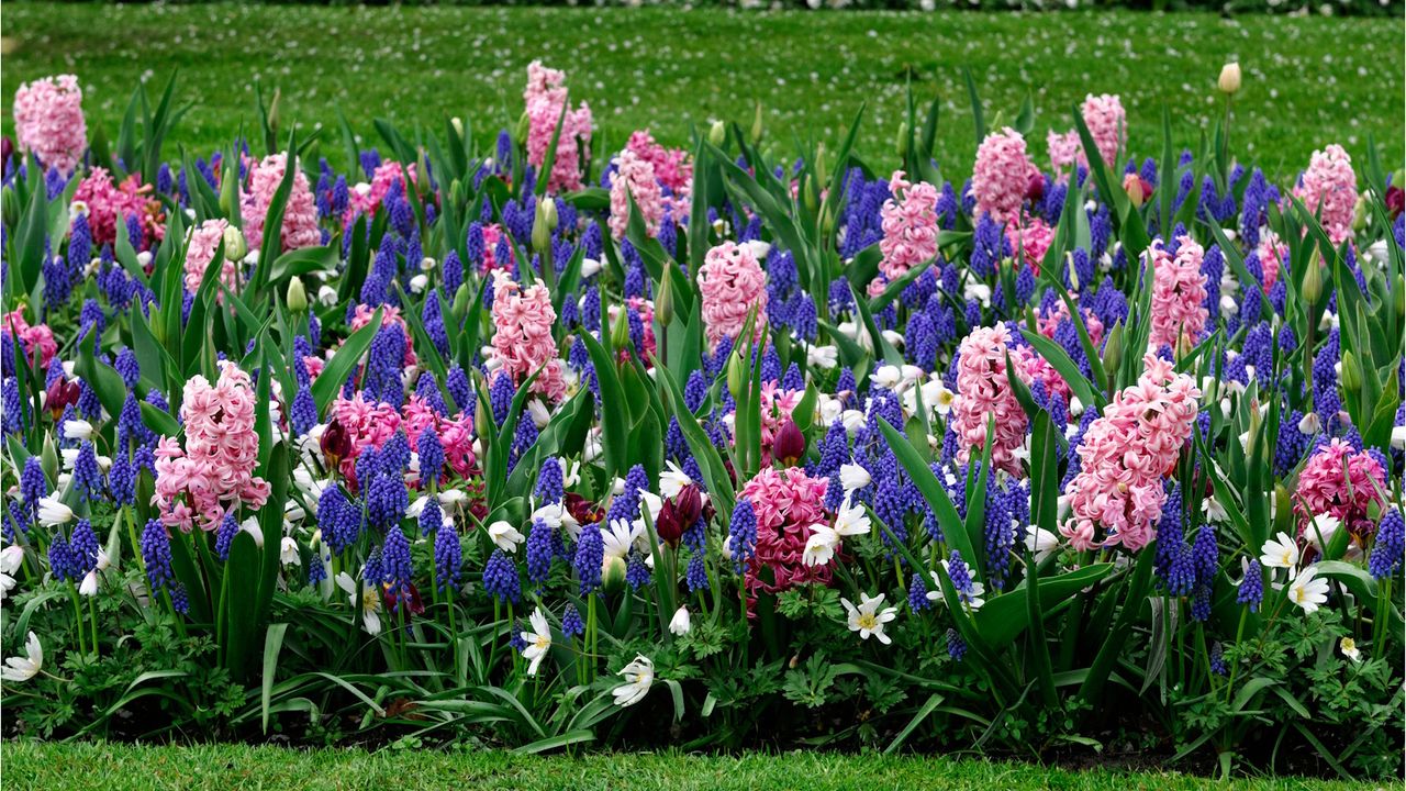 October is bulb planting prime time – gardening experts say to get ...