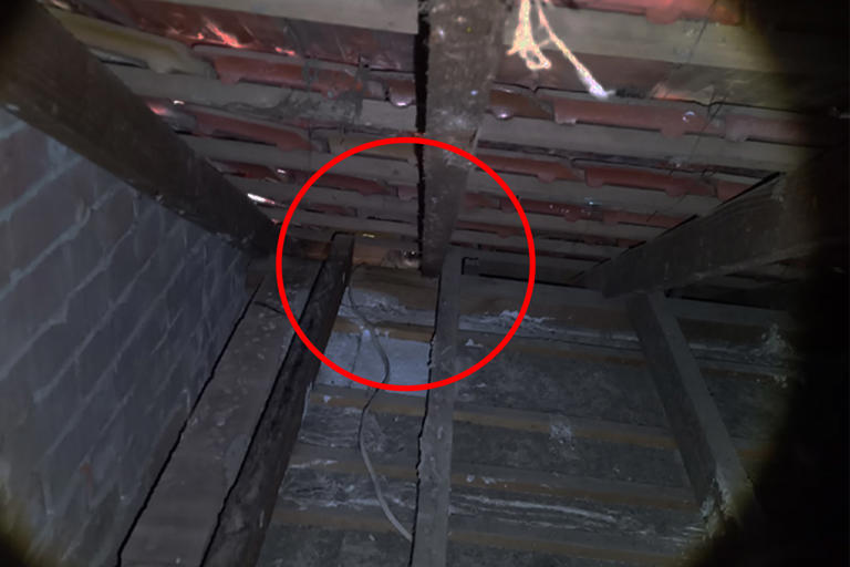Tradie's warning over destructive invaders taking refuge inside your roof