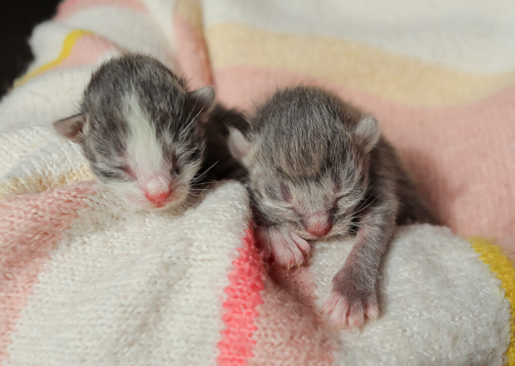 What You Need To Know About Fading Kitten Syndrome