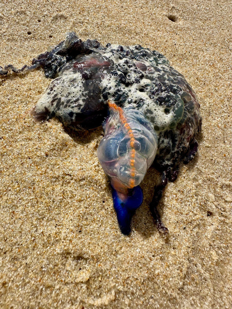 These sea creatures ride the wave in SC. What is Portuguese man o' war?