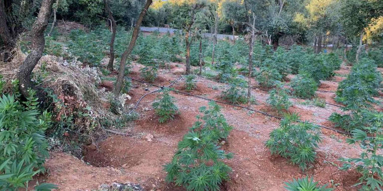Κρήτη: Εντοπίστηκε φυτεία με περισσότερα από 1100 δενδρύλλια κάνναβης ...