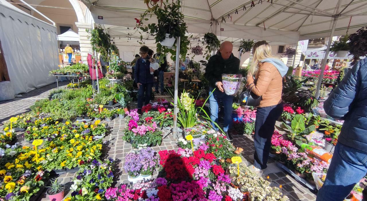 Mostra dei fiori a Pesaro, in piazza lo show del giardino d’autunno ...