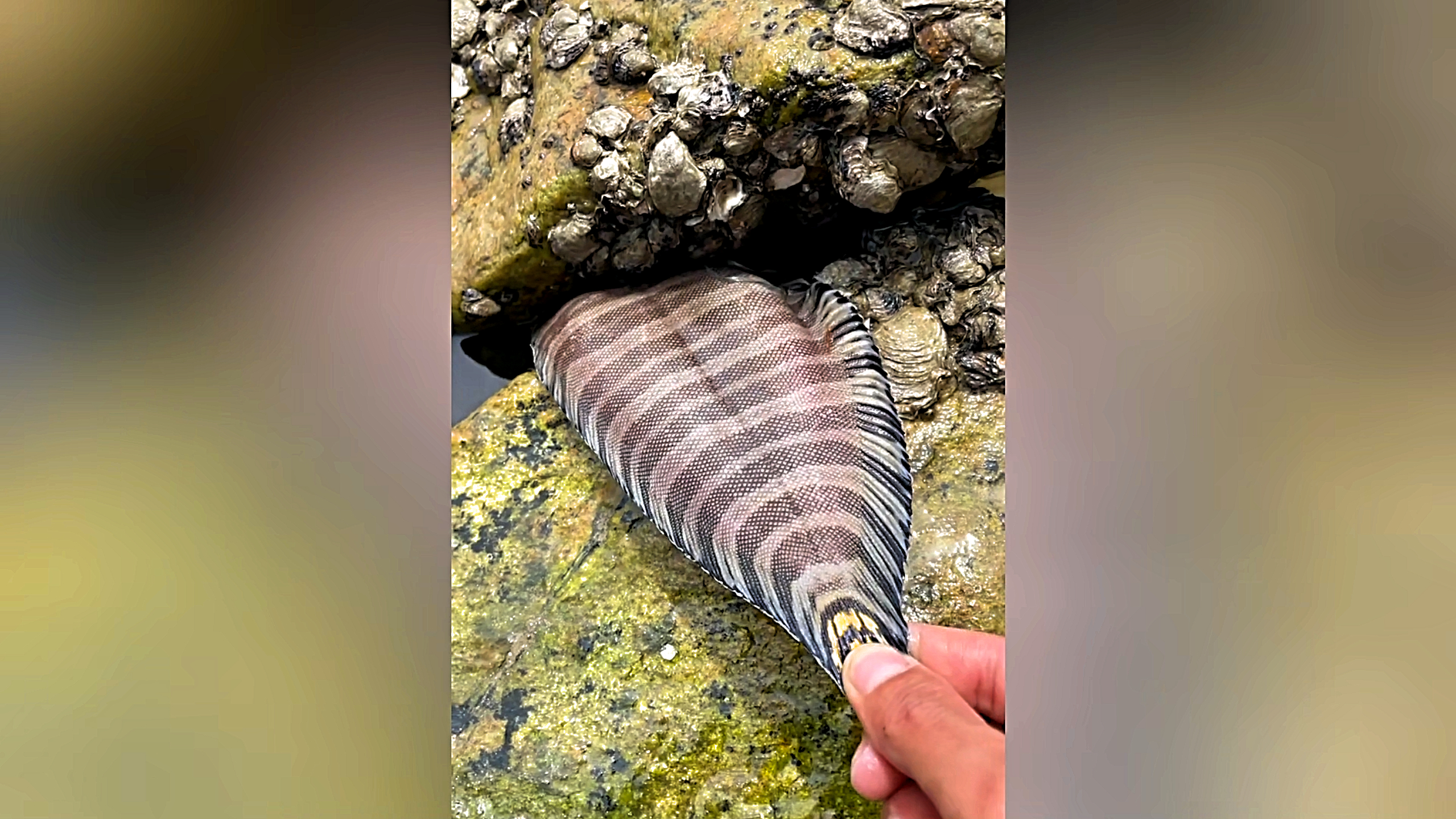 Zebravis Probeert te Ontsnappen aan de Visser