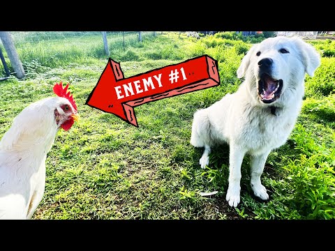 Guard dog reacts aggressively toward white chicken on farm
