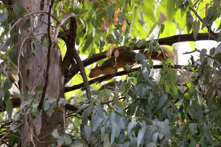 ‘They're everywhere': Rodent boom overwhelms California farms