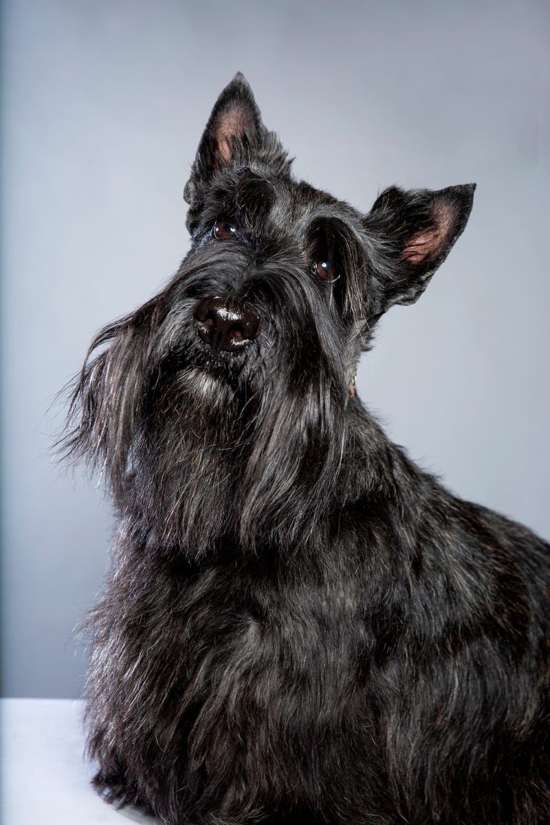 17 unexpected dog breeds for people who love cats