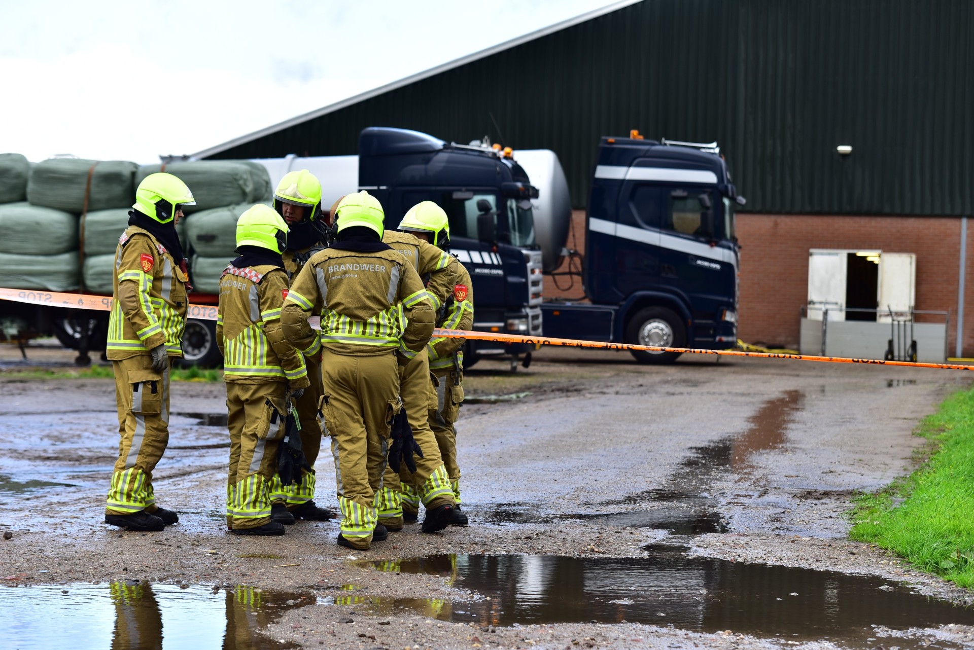 Honderden varkens omgekomen in stal Ospel, mogelijk door giftig gas